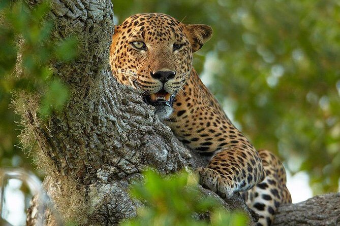 2 Nights All Inclusive Luxury Camping in Yala with Return transfers - Key Points