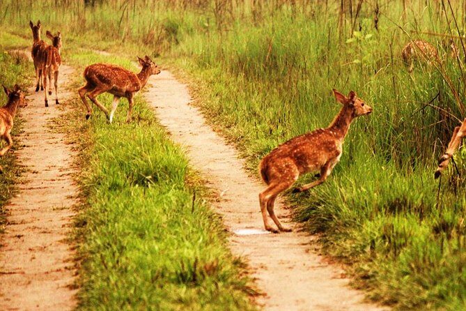 2 Nights Chitwan Luxury Tour from Kathmandu or Pokhara - Who is This Tour Best For?