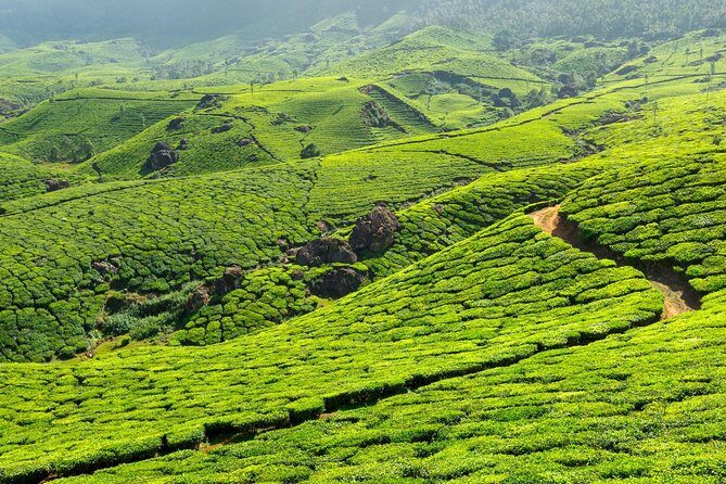 2 Nights Misty Munnar Sightseeing (Private Tour with Car) - Iris Holidays - Who Should Consider This Tour?