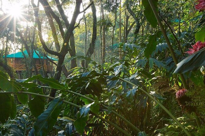 2 Nights Munnar Treehouse Escape with Private Car- Iris Holidays - Who Should Consider This Tour?