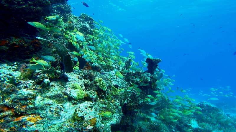 2 Ocean Dives: MUSA Underwater Museum and Manchones Reef - The Underwater Museum: Art Meets Ecology