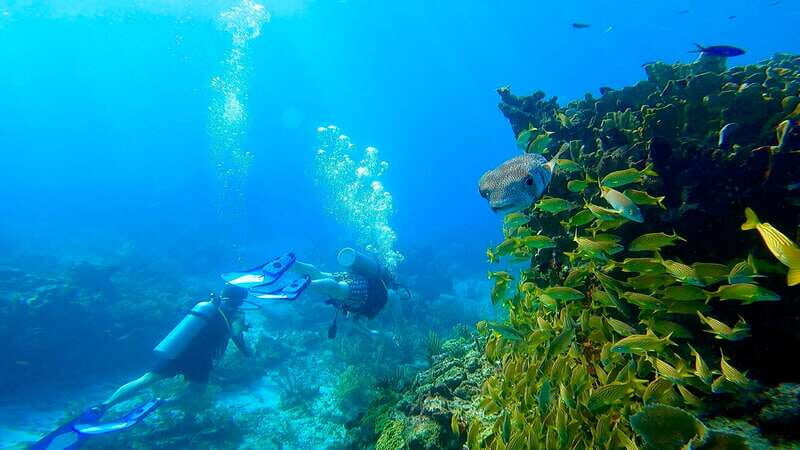 2 Ocean Dives: MUSA Underwater Museum and Manchones Reef - Manchones Reef: The Natural Marvel