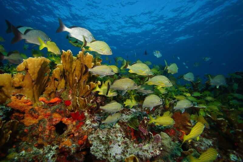 2 Ocean Dives: MUSA Underwater Museum and Manchones Reef - Value for Money: Are The Costs Justified?