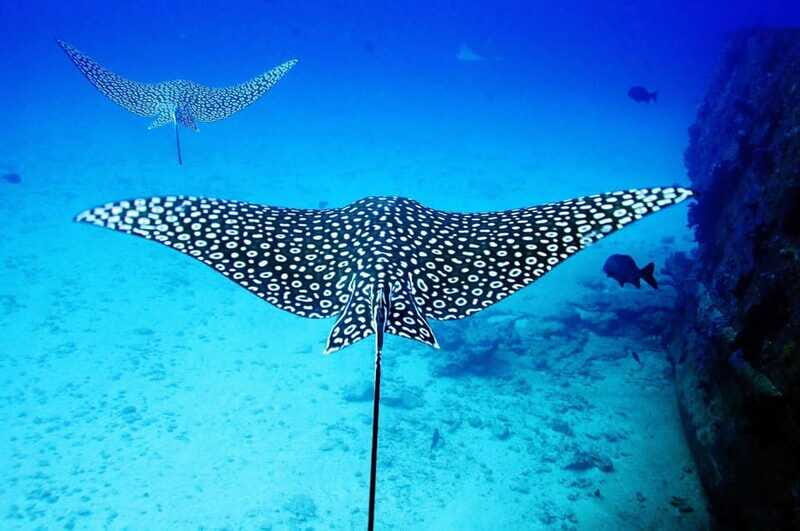 2 Ocean Dives: MUSA Underwater Museum and Manchones Reef - Who Is This Tour Best For?