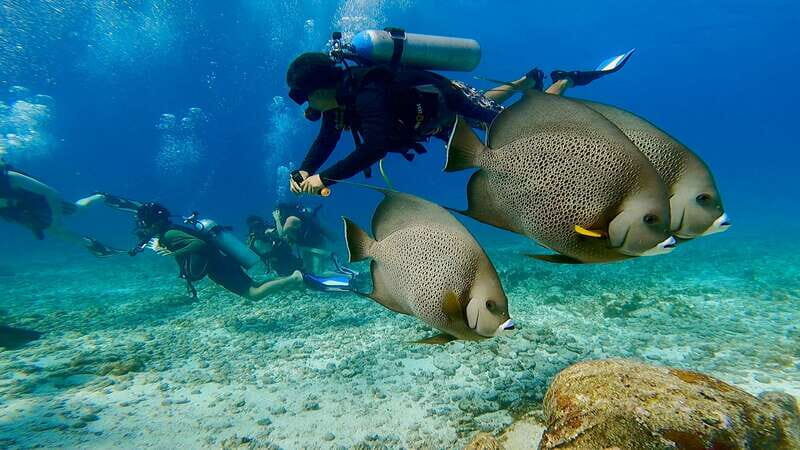 2 Ocean Dives: MUSA Underwater Museum and Manchones Reef - In Summary: Why Choose This Tour?