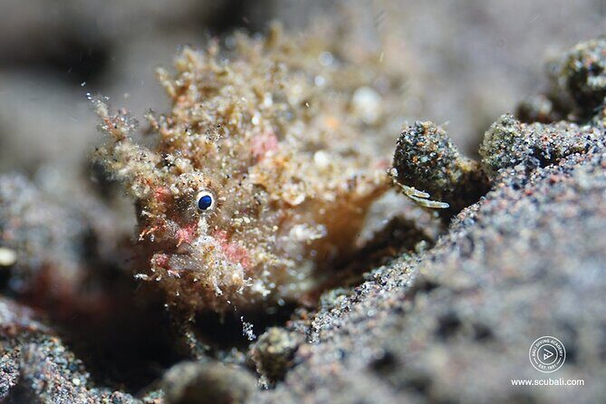 2 or 3 dives in Nusa Lembongan and Penida, for certified diver (in Lembongan) - FAQ