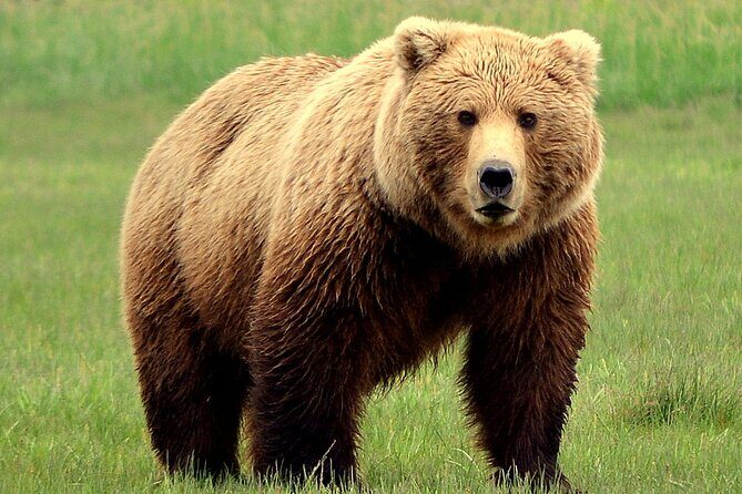 2 Park Bear Viewing Adventure to Katmai and Lake Clark NP - Key Points