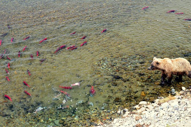 2 Park Bear Viewing Adventure to Katmai and Lake Clark NP - Authentic Reviews: What Travelers Say