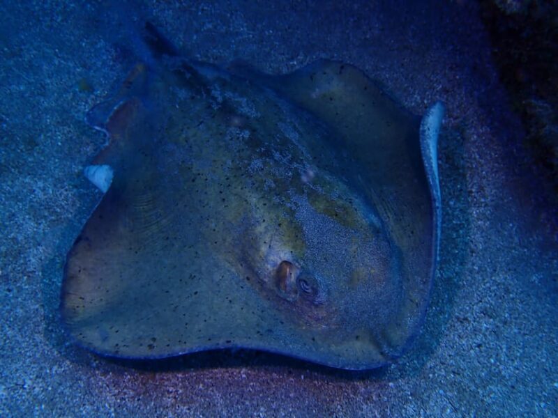 2 PRIVATE GUIDED DIVES - Exploring Lanzarote’s Underwater Treasures: A Close-Up on the Private Guided Dives