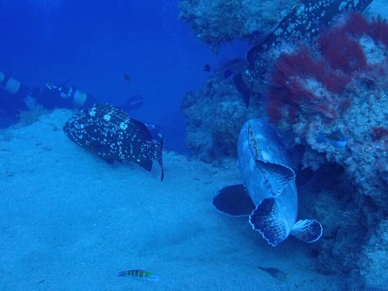 2 PRIVATE GUIDED DIVES - Key Points