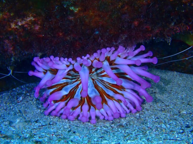 2 PRIVATE GUIDED DIVES - Why This Tour Stands Out