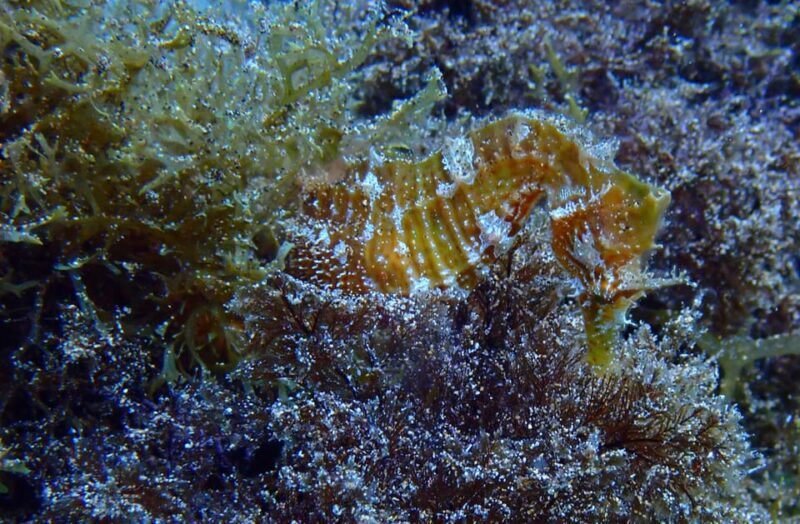 2 PRIVATE GUIDED DIVES - Practical Considerations for Planning