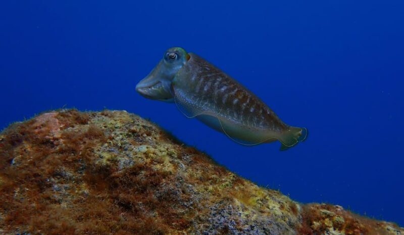 2 PRIVATE GUIDED DIVES - Final Thoughts: Who Is This Experience For?