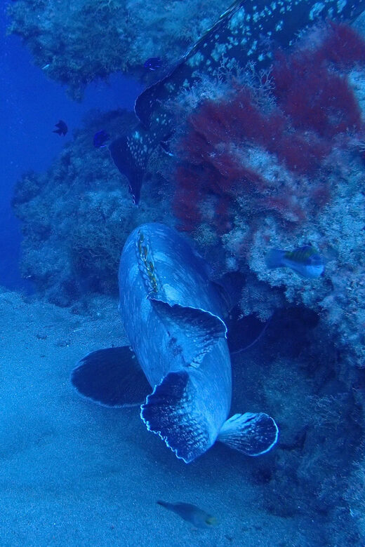 2 PRIVATE GUIDED DIVES - Frequently Asked Questions