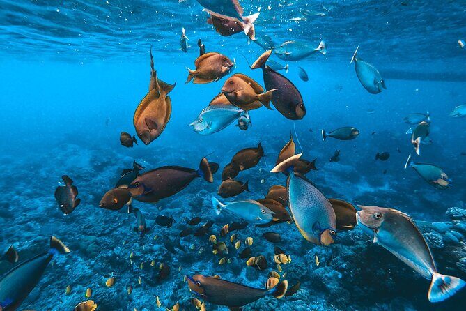 2 Spots Snorkeling Tour with Manta Rays point in Nusa Penida - Analyzing the Value