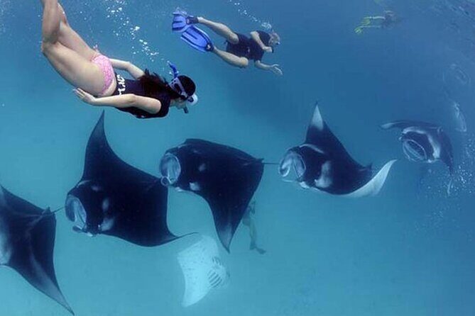 2 Spots Snorkeling Tour with Manta Rays point in Nusa Penida - Who Will Love This Tour?