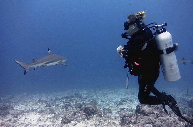 2 Tank (1 Day) Guided Diving for Certified Divers - Denarau Marina - Detailed Review of the Fiji Guided Diving Experience