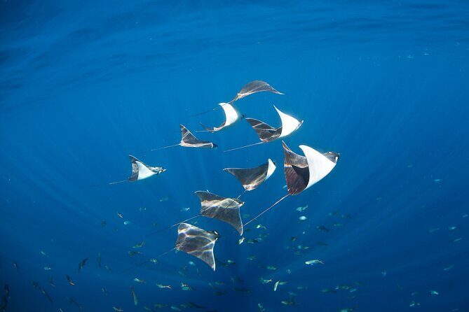 2 Tank Combo Cabo Reserve & Corridor, certified divers with MANTA - An Honest Look at the 2 Tank Combo Cabo Reserve & Corridor Tour