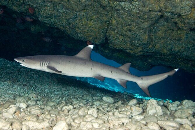 2-Tank Daytime Scuba Dive Boat Trip - What to Expect from the Day