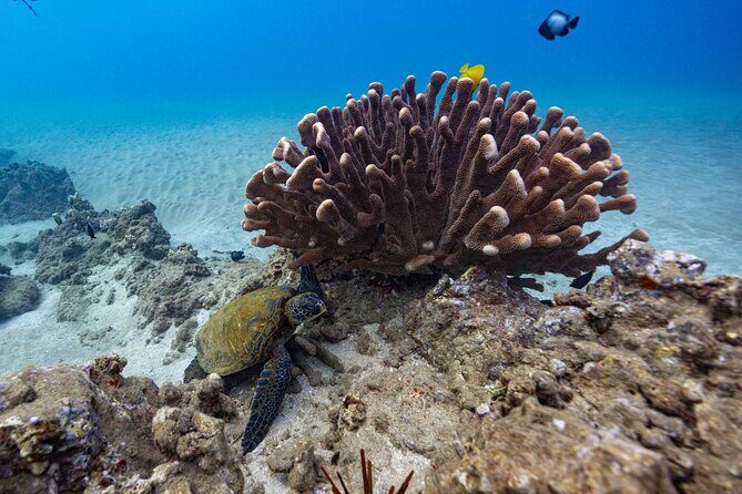 2-Tank Dive Featuring the Molokini Crater - Flexibility and Add-Ons