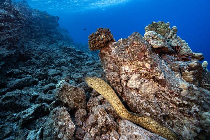 2-Tank Dive Featuring the Molokini Crater - Timing and Booking Considerations