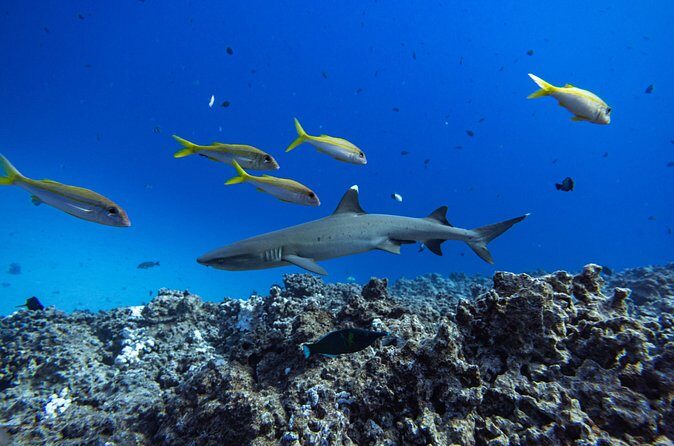 2-Tank Dive K2 Power Catamaran featuring the Molokini Crater - The Sum Up