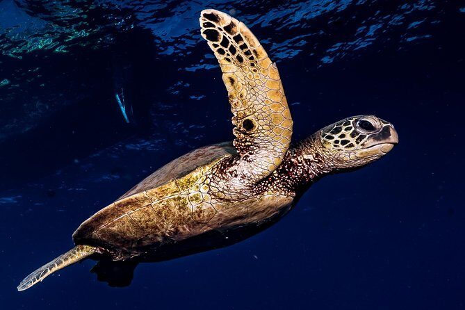 2-Tank Maui Turtle Scuba Dive or Snorkel Boat Tour - The Itinerary: What You Can Expect