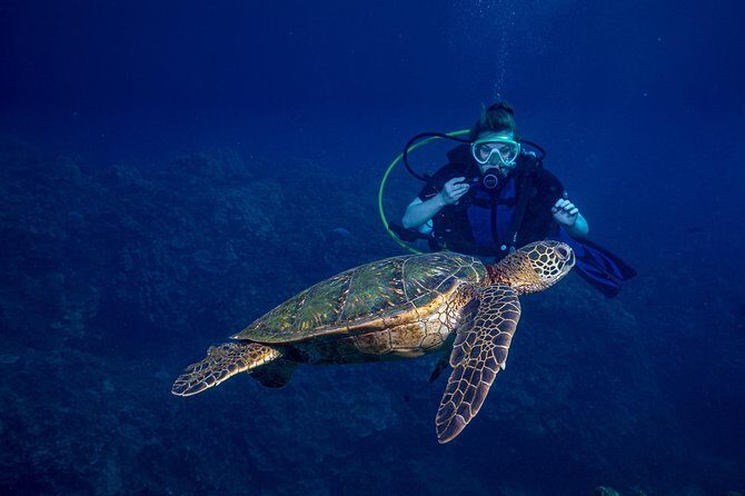 2-Tank Maui Turtle Scuba Dive or Snorkel Boat Tour - Price and Value