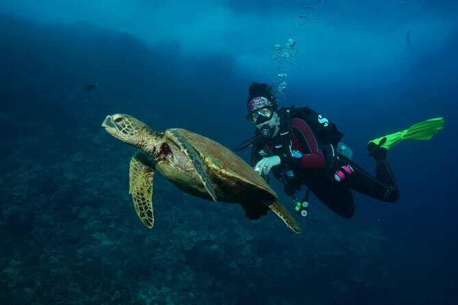 2-Tank Maui Turtle Scuba Dive or Snorkel Boat Tour - Logistics and Practical Tips