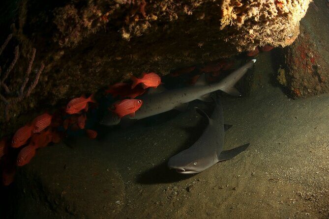 2 Tank Tour in Cabo San Lucas Reserve, Certified Divers with MANTA - An In-Depth Look at the 2 Tank Cabo San Lucas Tour