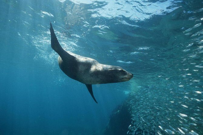 2 Tank Tour in Cabo San Lucas Reserve, Certified Divers with MANTA - The Sum Up