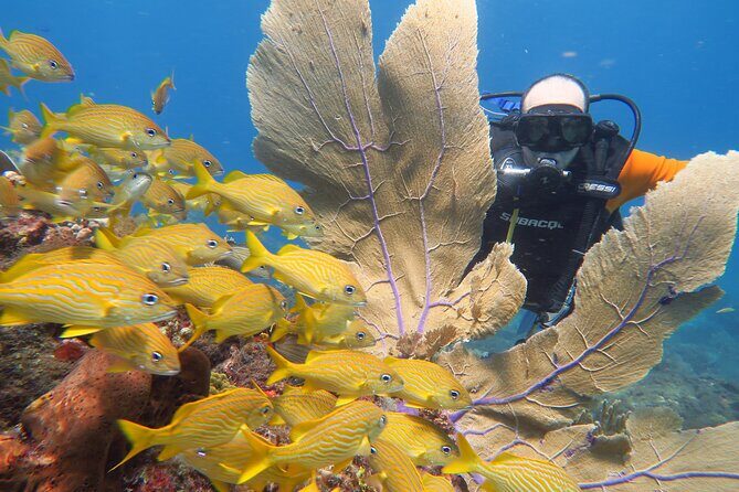2 Tanks Dives Cancun Underwater Museum for Certified Divers - The Sum Up: Who Will Appreciate This Experience?