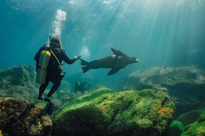 2 Tanks Scuba Diving in La Paz - An Authentic Adventure in the Sea of Cortez