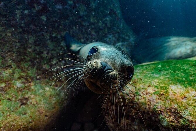 2 Tanks Scuba Diving in La Paz - The Itinerary and Dive Sites