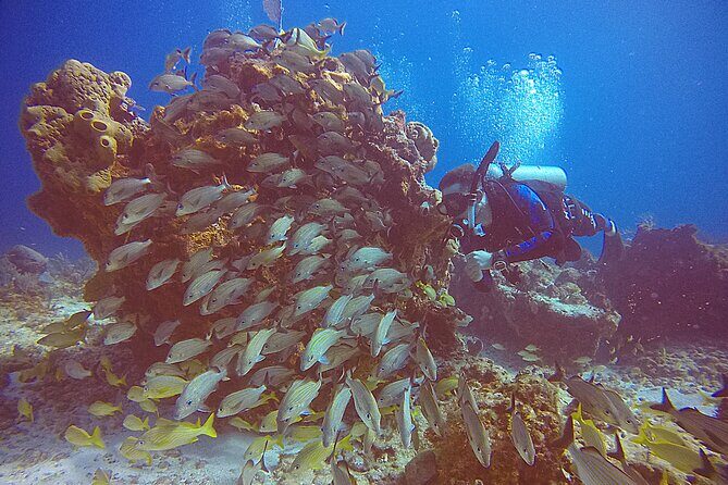 2 Tanks Scuba Diving in Punta Cancun Reefs for Certified Divers - Authentic Experiences from Reviews
