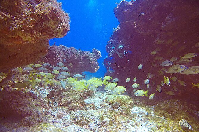 2 Tanks Scuba Diving Wreck and Reef in Cancun for Certified Divers - Practical Details: What You Need to Know