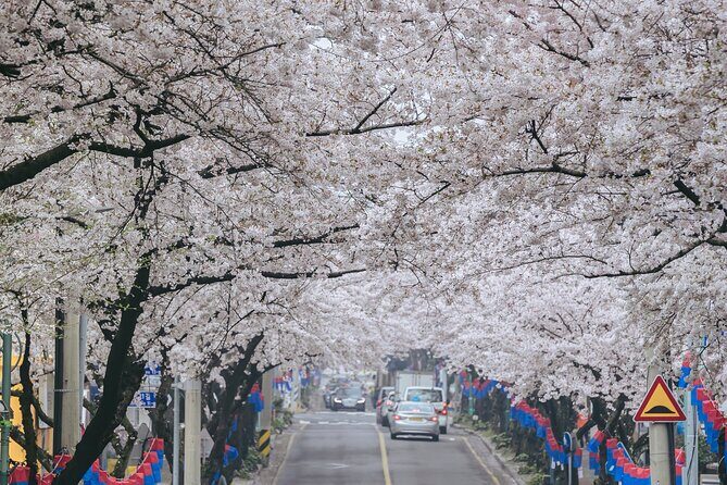 2025 Cherry Blossom East Day Tour in Jeju with UNESCO - An In-Depth Look at the Tour Experience