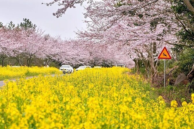 2025 Cherry Blossom East Day Tour in Jeju with UNESCO - FAQs