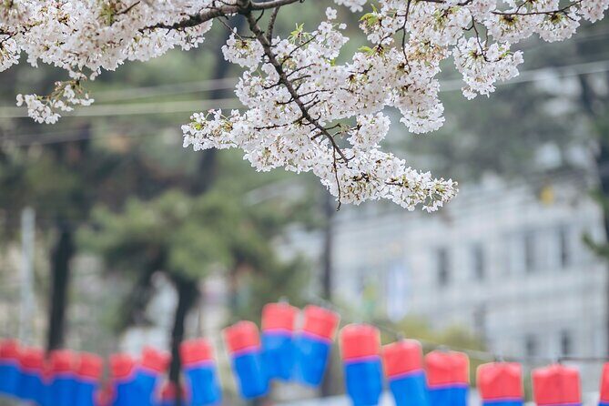 2025 Cherry Blossom East Day Tour in Jeju with UNESCO - What’s Special About the Tour?