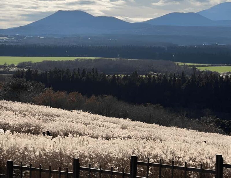 2025 Jeju Autumn Tour with Pink Muhly Festival Hotel pickup - FAQ