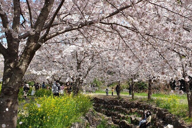 2025 JEJU Cherry Blossom West&South Full Day Tour with UNESCO - Key Points