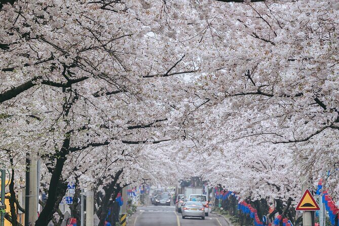 2025 JEJU Cherry Blossom West&South Full Day Tour with UNESCO - The Sum Up