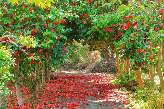2025 JEJU Cherry Blossom West&South Full Day Tour with UNESCO - An In-Depth Look at the Tour