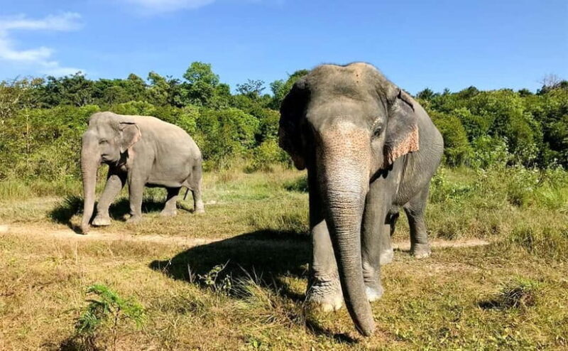 24-Day Cambodia Discovery: From Temple & Wildlife to Beaches - Exploring the Beginning: Phnom Penh to Koh Rong