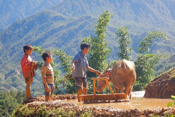 2D1N Buffalo trek by Hmong Sister House and Trekking - Transportation, Timing, and Practical Details