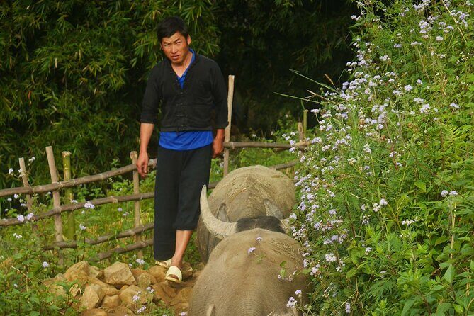 2D1N Buffalo trek by Hmong Sister House and Trekking - Why This Tour Offers Great Value
