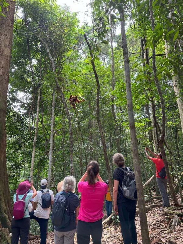 2D1N Ethical Jungle Trekking with Orangutans in Bukit Lawang - An In-Depth Look at the Bukit Lawang Jungle Trek