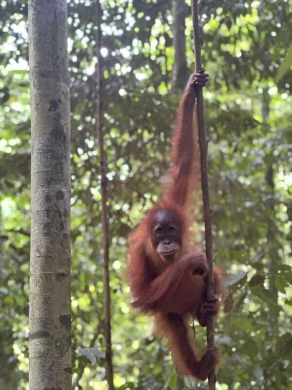 2D1N Ethical Jungle Trekking with Orangutans in Bukit Lawang - Who Should Consider This Tour?