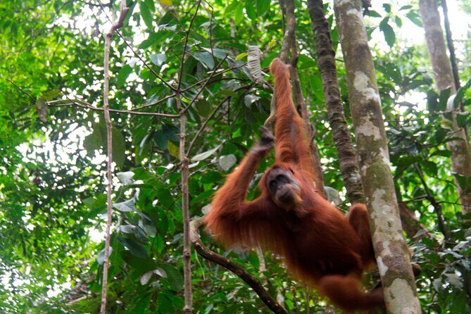 2D1N Jungle Trek | 2 Night accommodation | Pick up and drop off - Journey Into the Jungle: An In-Depth Look