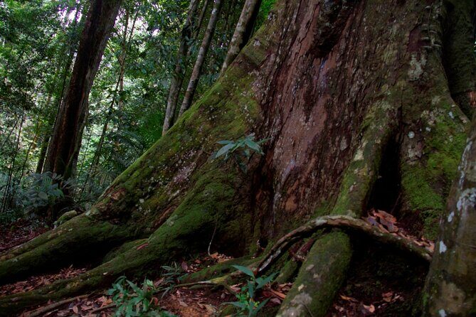 2D1N Jungle Trek | 2 Night accommodation | Pick up and drop off - Final Thoughts: Is This Tour Right for You?